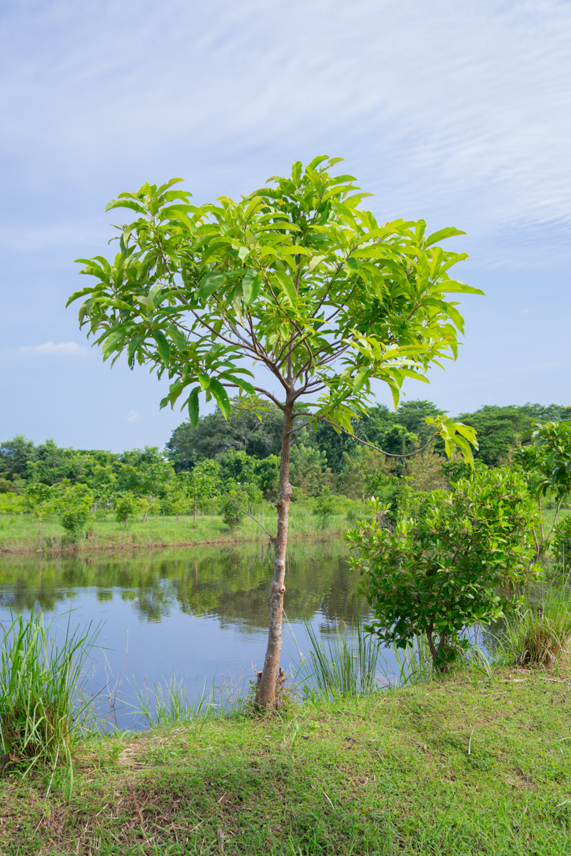 มะตาด - samataphuket.com